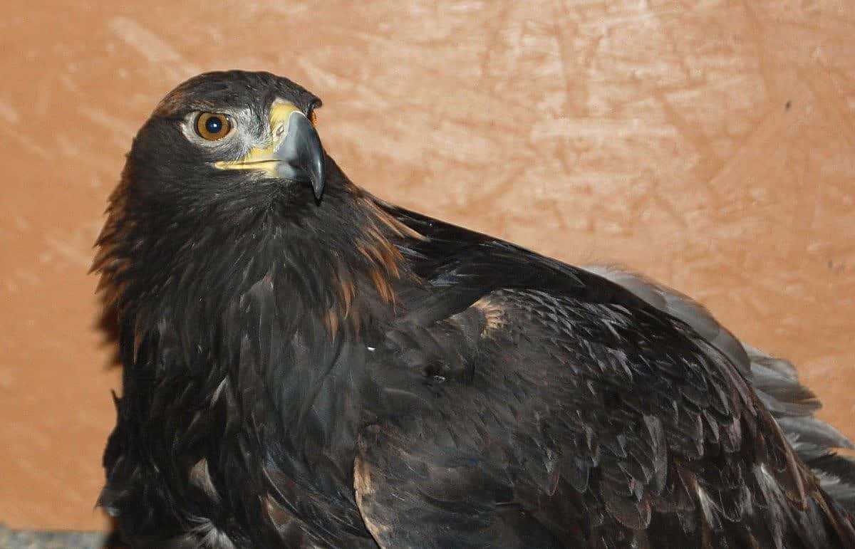 Drum roll please! Our golden eagle has a name