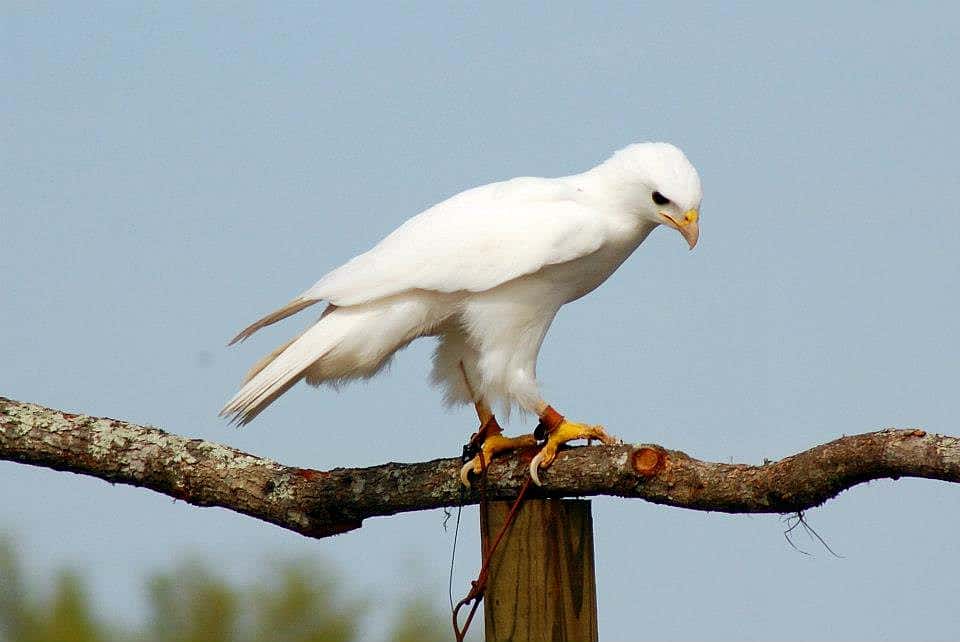 solid white eagle