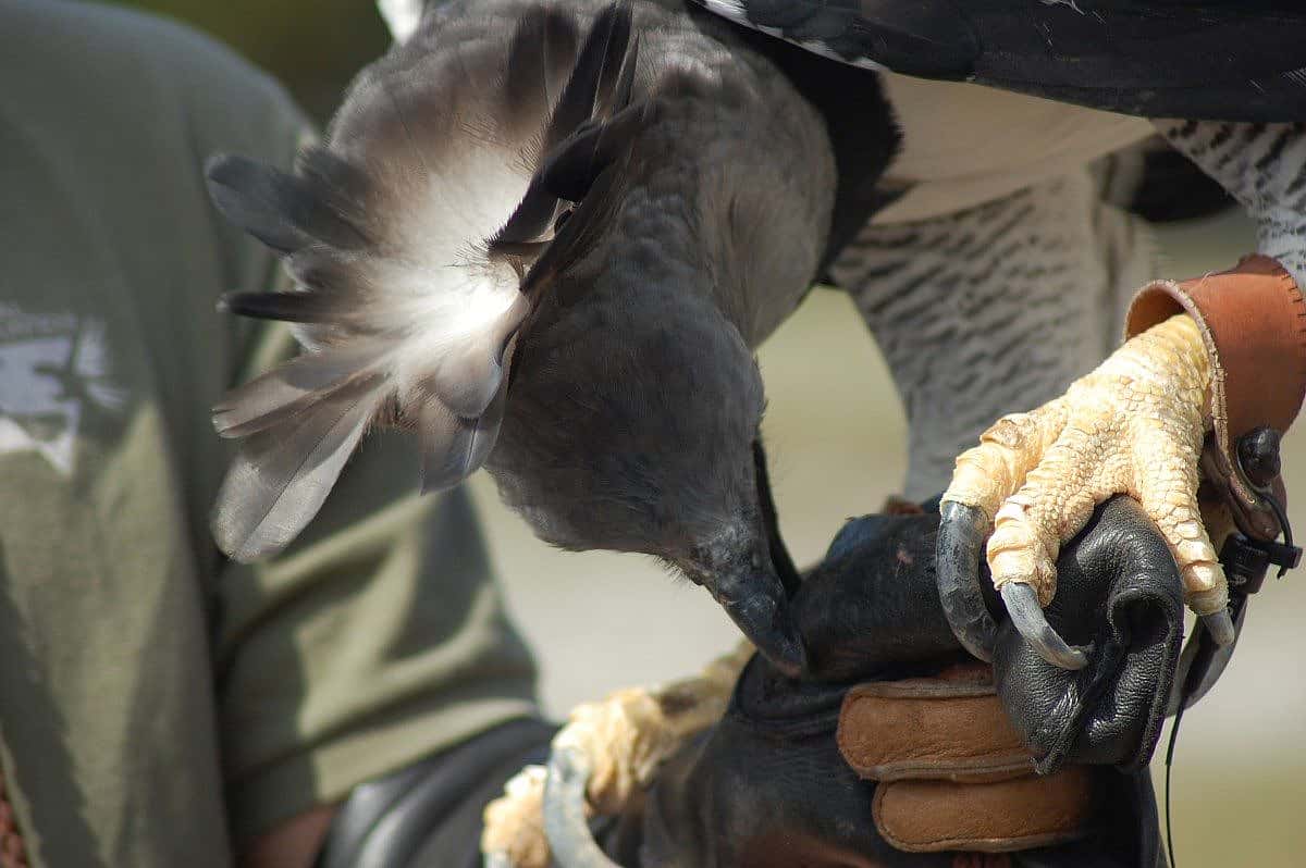 harpy eagle claws