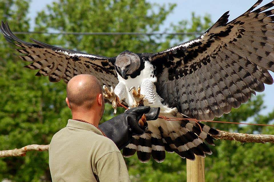eagle wingspan comparison