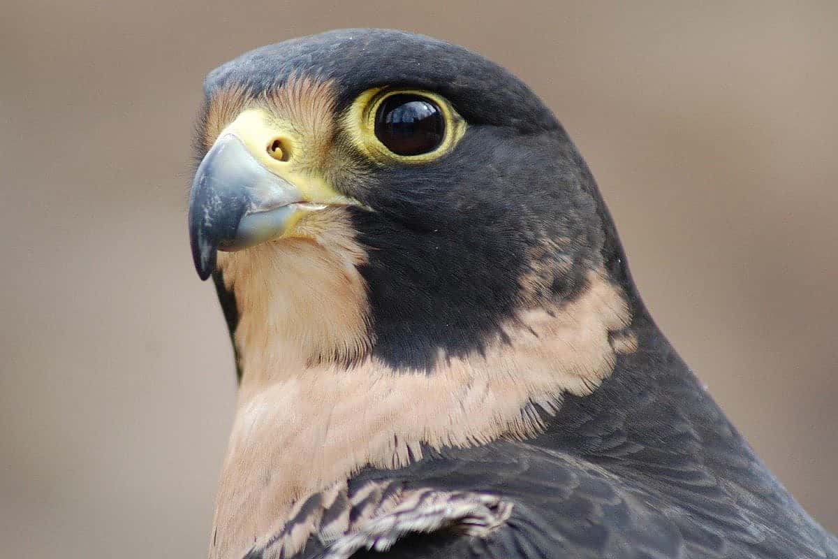 falcon beak