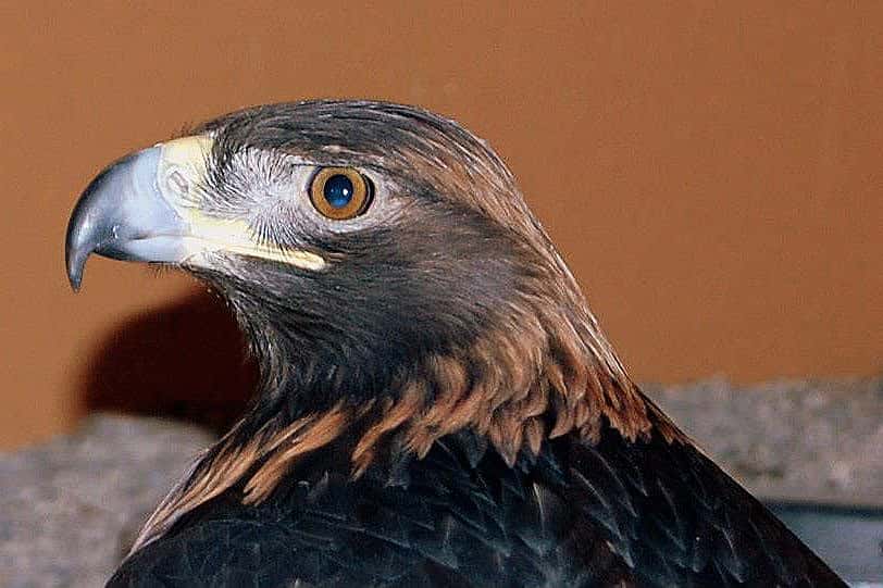 golden eagle beak