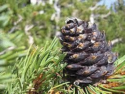 coniferous trees bear cones
