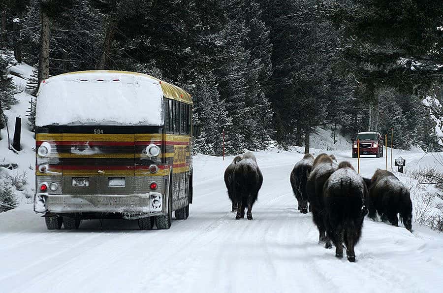 steppe bison predators