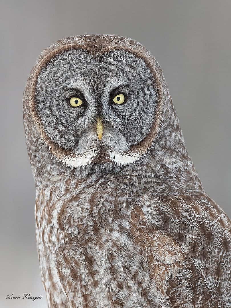 why do owls have flat faces