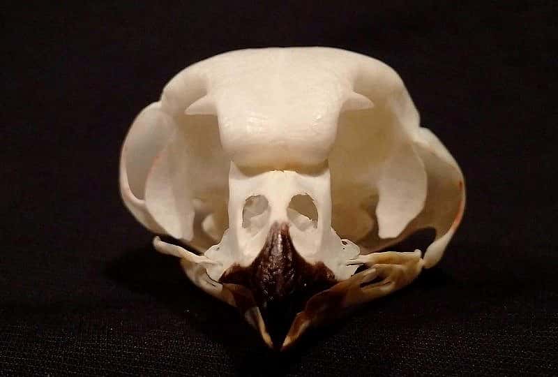 Do Owls Have Good Hearing: Owl Ears and Owl Hearing