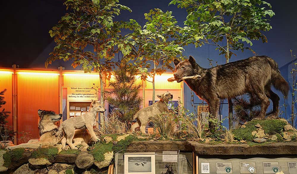 Museum Highlights - Buffalo Bill Center of the West