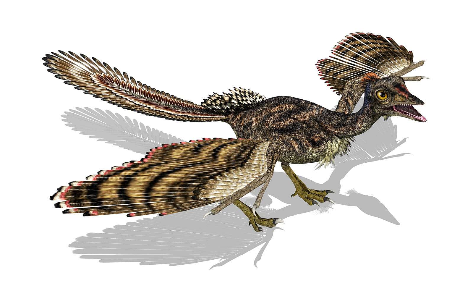 prehistpric bird