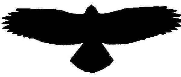 birds of prey outline