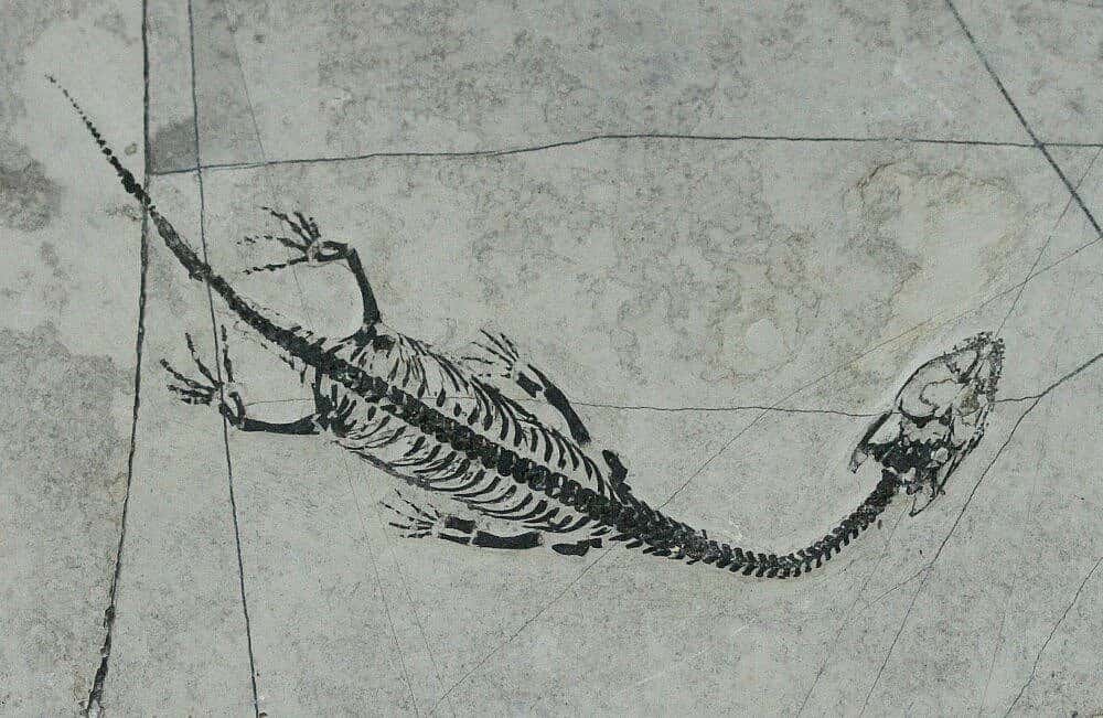 Are birds dinosaurs? Part 1! - Buffalo Bill Center of the West