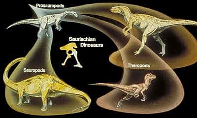 dinosaur examples