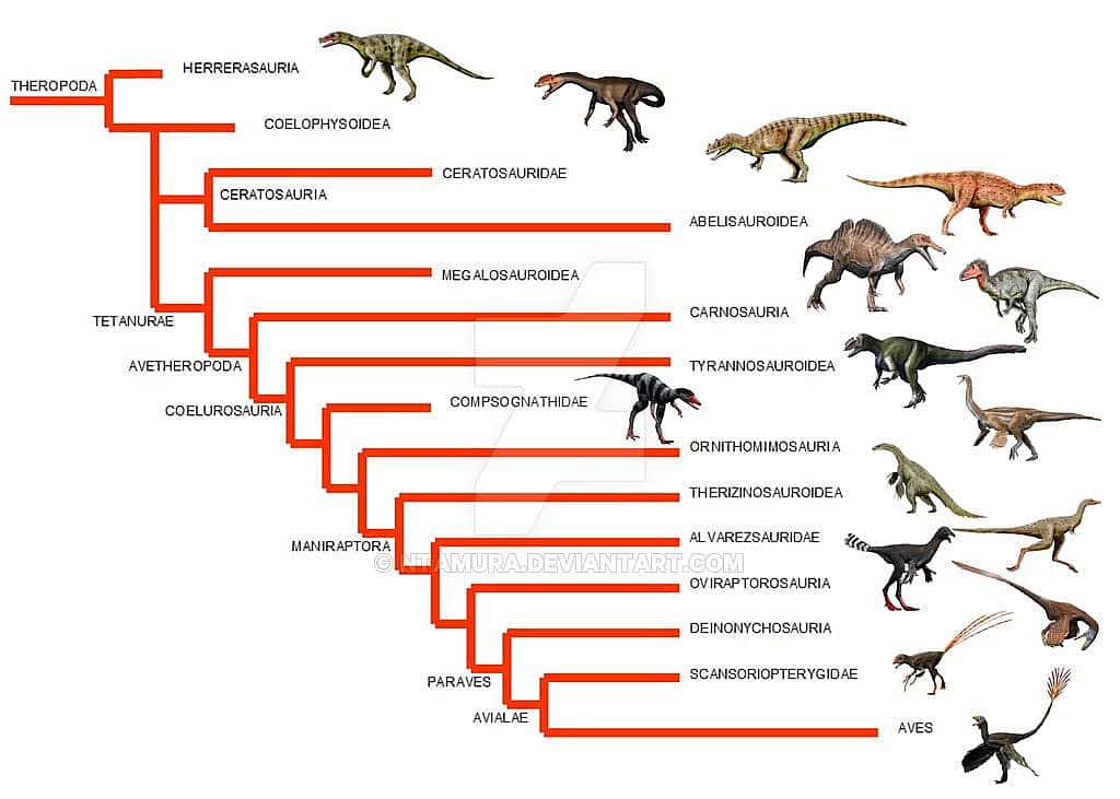 dinosaur to bird evolution chart