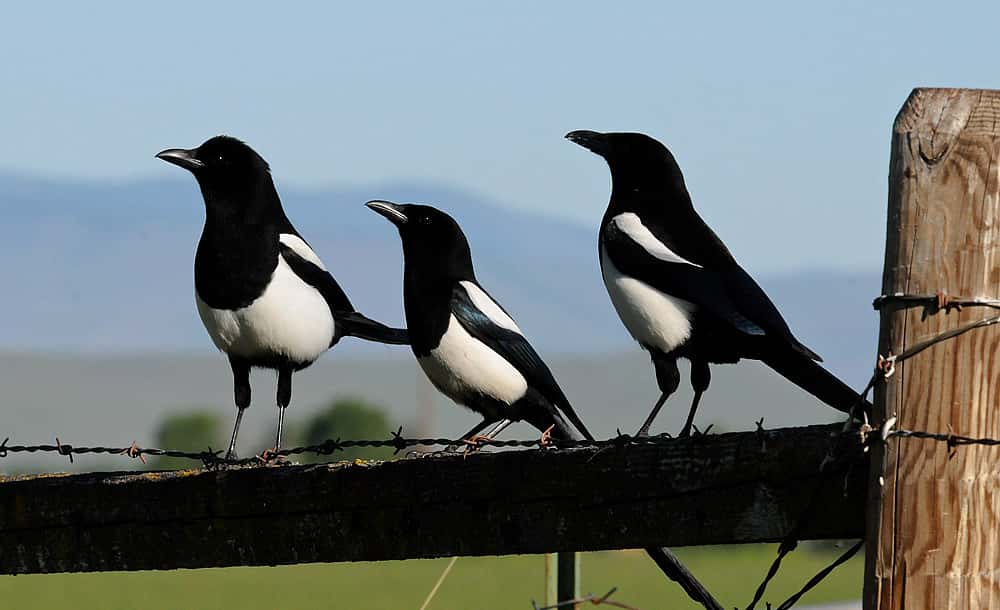 Names for Groups of Birds: What Do You Call a Group of Birds