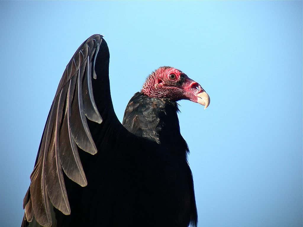 Turkey Vulture Black Face