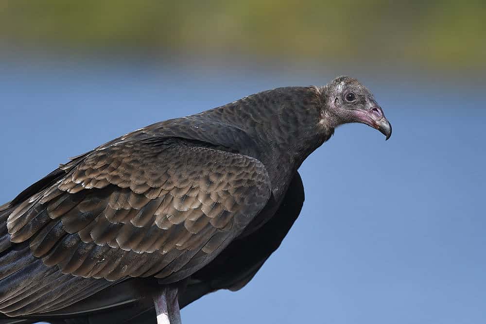 Turkey Vulture Black Face