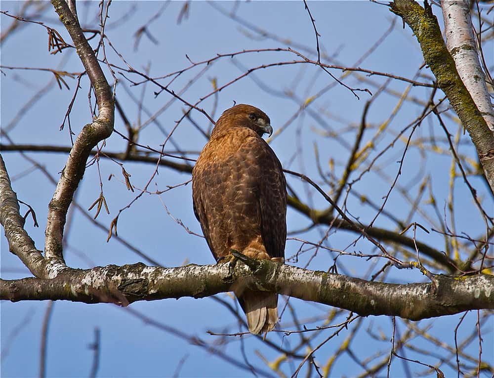 Why are Red-Tailed Hawks So Common? - Buffalo Bill Center of the West