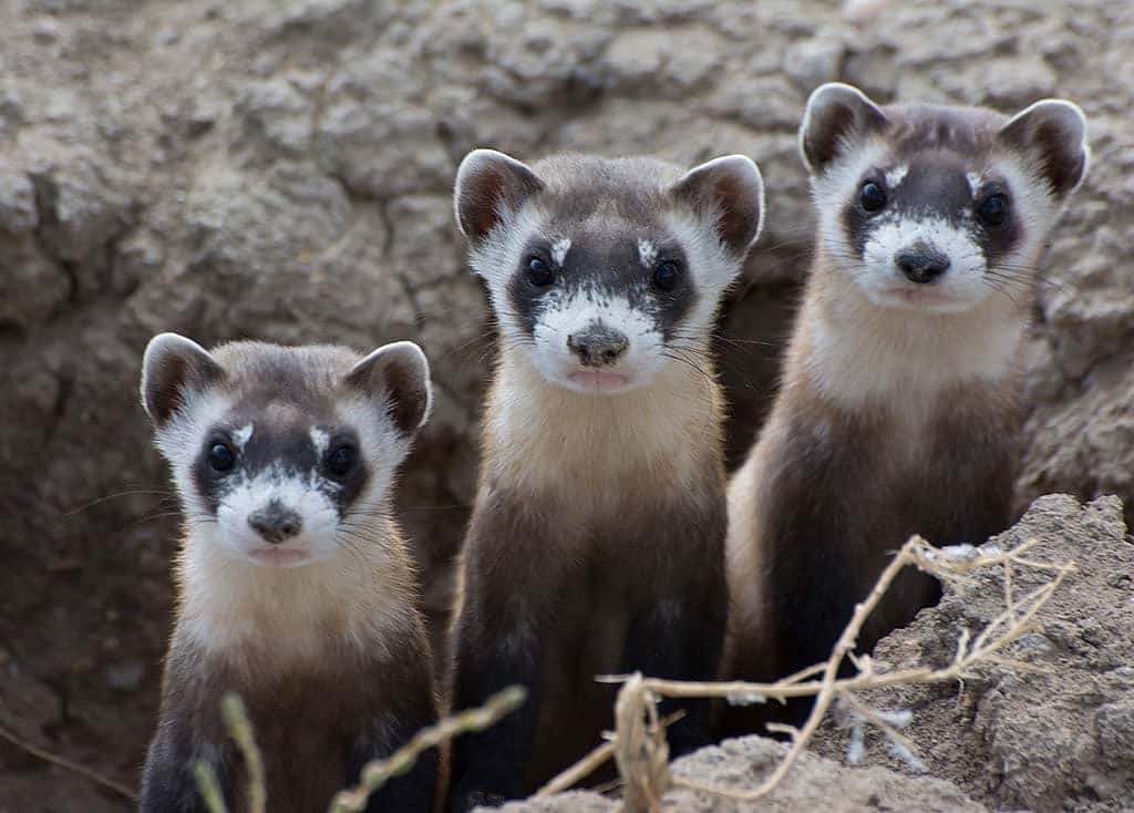 ferret conservation