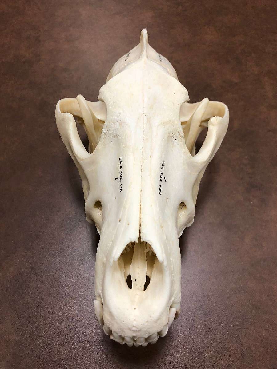 wolf skull