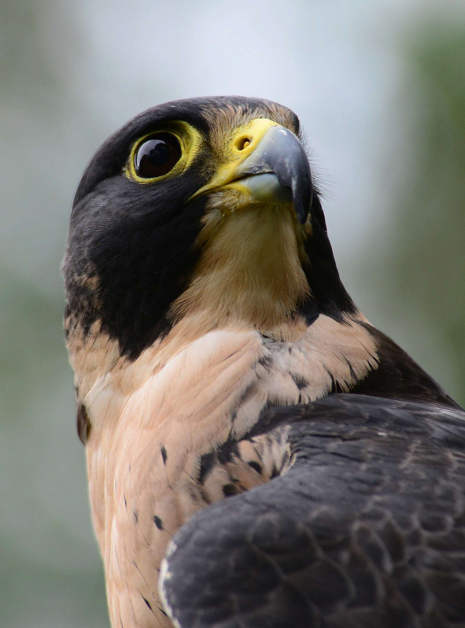 Museum Minute: Hayabusa the Peregrine Falcon - Buffalo Bill Center of ...