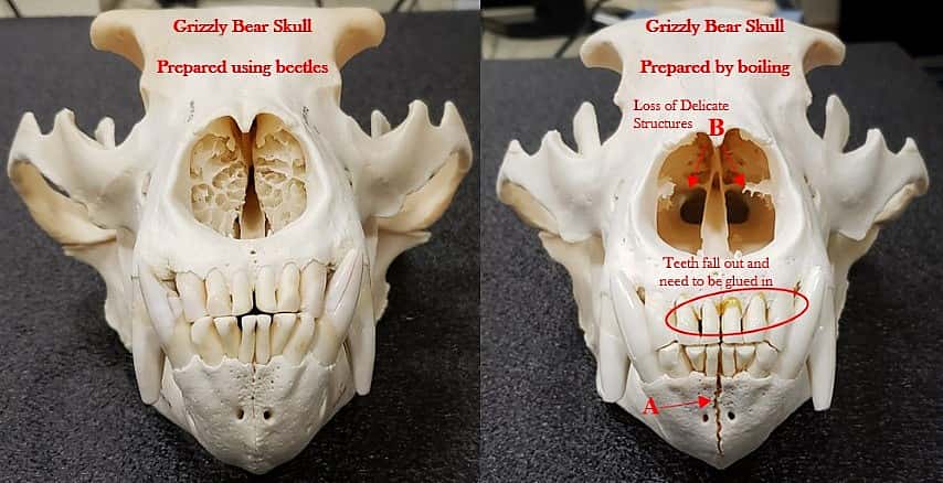 Specimen Preparation: Everything You Need To Know - Buffalo Bill Center ...