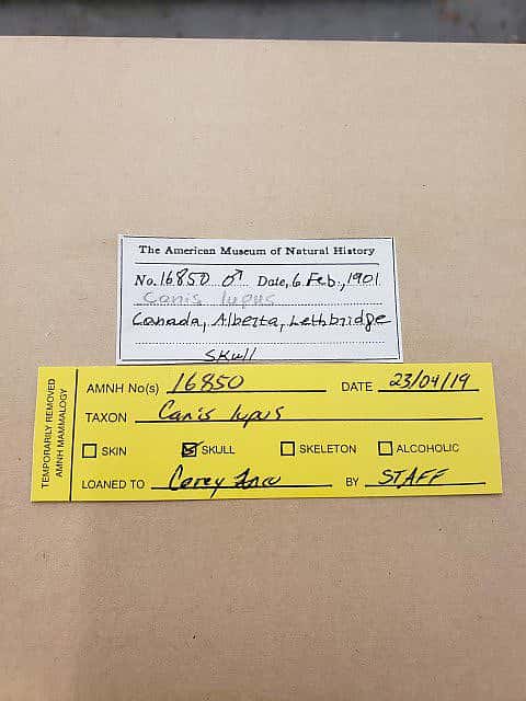 Specimen Preparation: Everything You Need To Know - Buffalo Bill Center ...