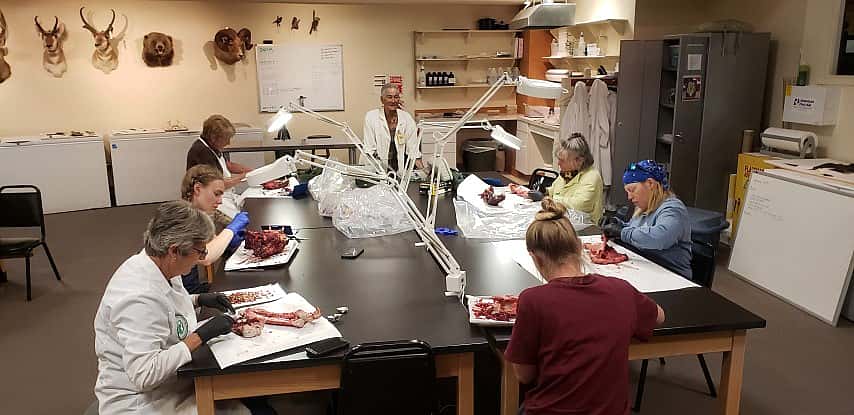 Specimen Preparation: Everything You Need To Know - Buffalo Bill Center ...