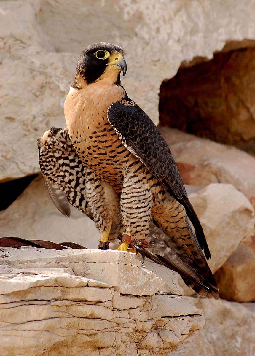 Peregrine Falcon - Draper Museum Raptor Experience