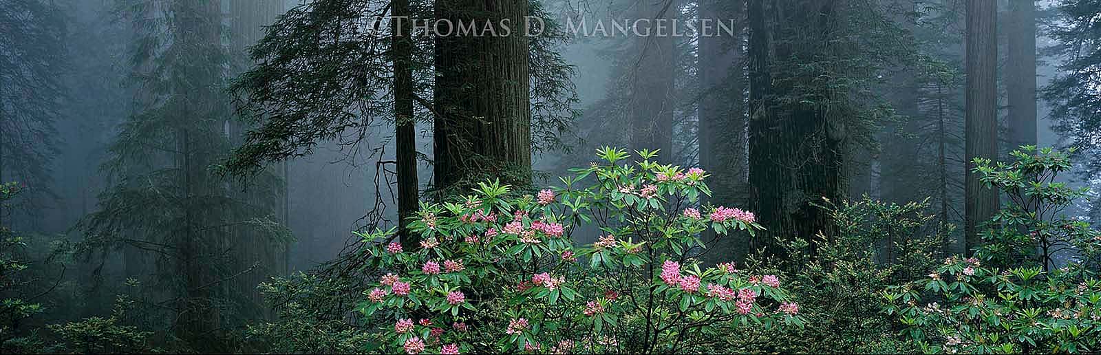 Exhibition - Thomas D. Mangelsen: A Life in the Wild