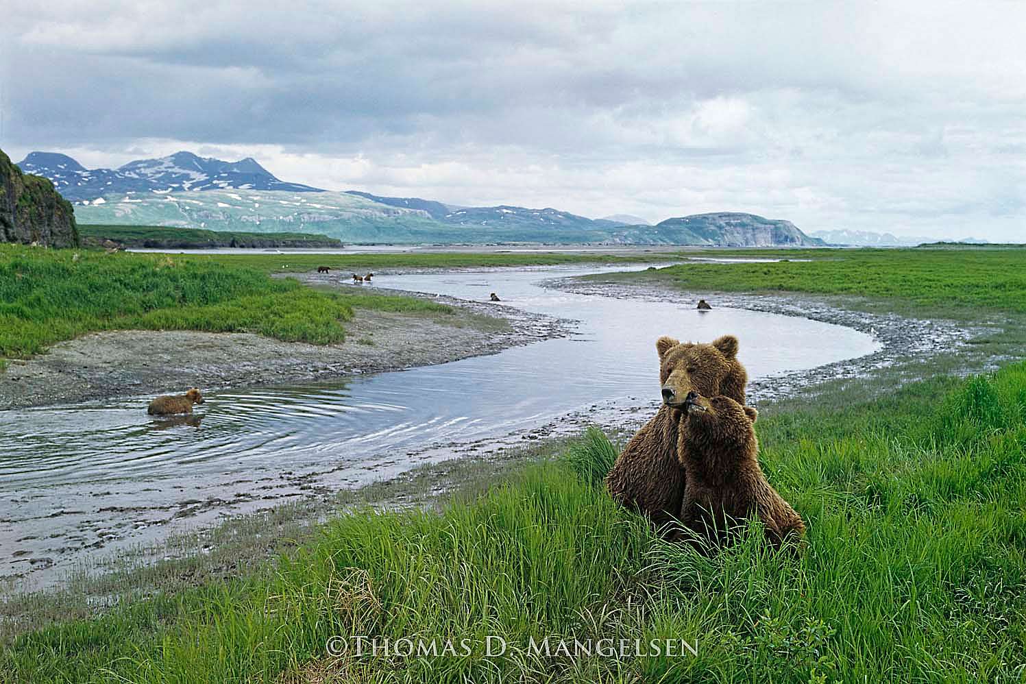 Points West Online: Thomas D. Mangelsen - A Life in the Wild exhibition