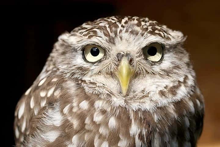 black hawk.coloring.pages.html.html