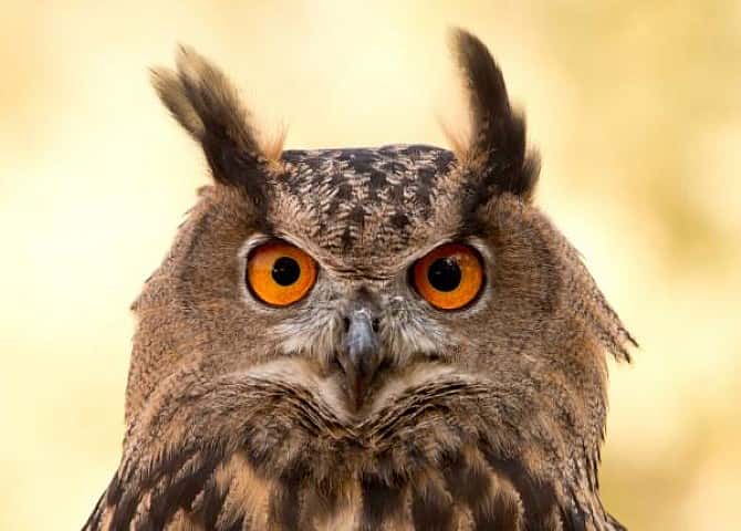 Owl Eyesight - Buffalo Bill Center of the West