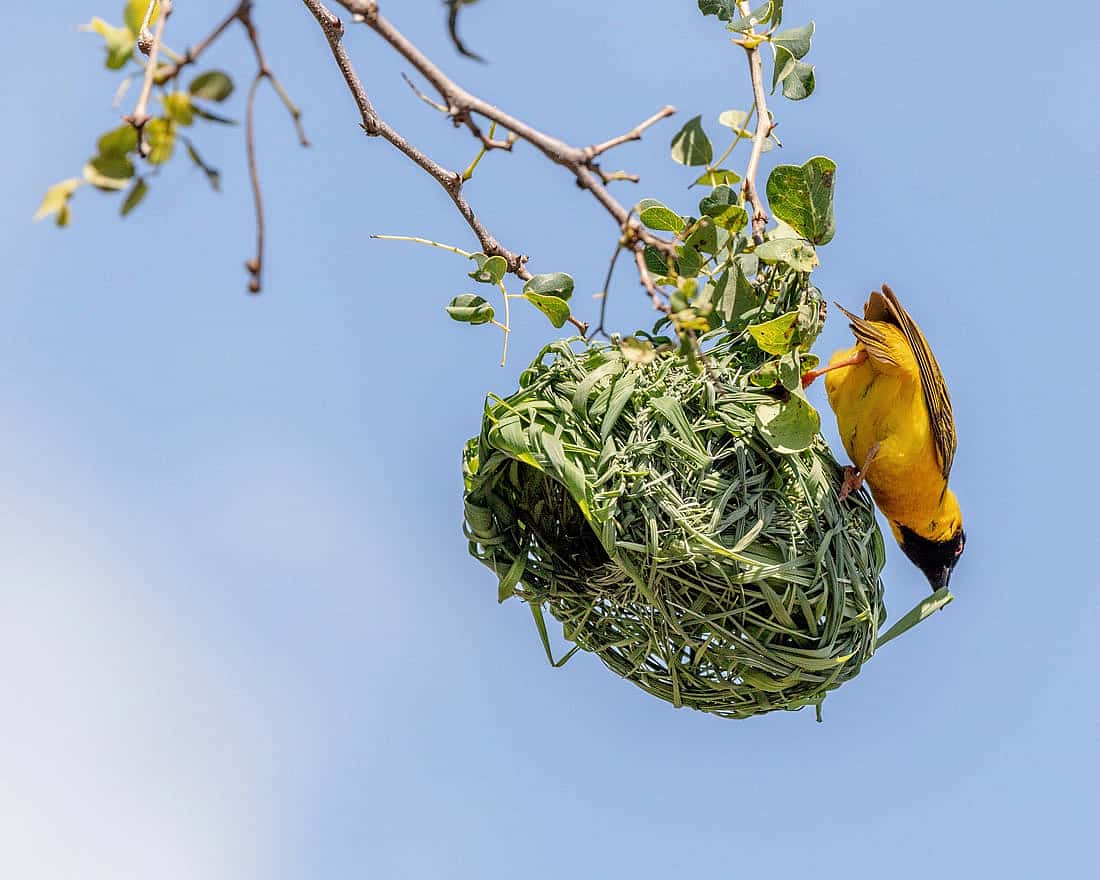 Bird Nests - Types, Material, & How You Can Help - Buffalo Bill Center ...
