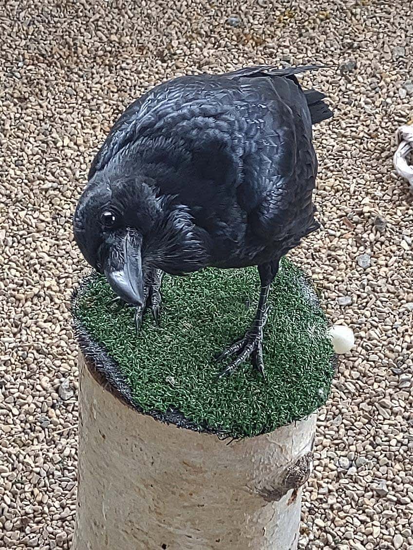Common raven - Buffalo Bill Center of the West