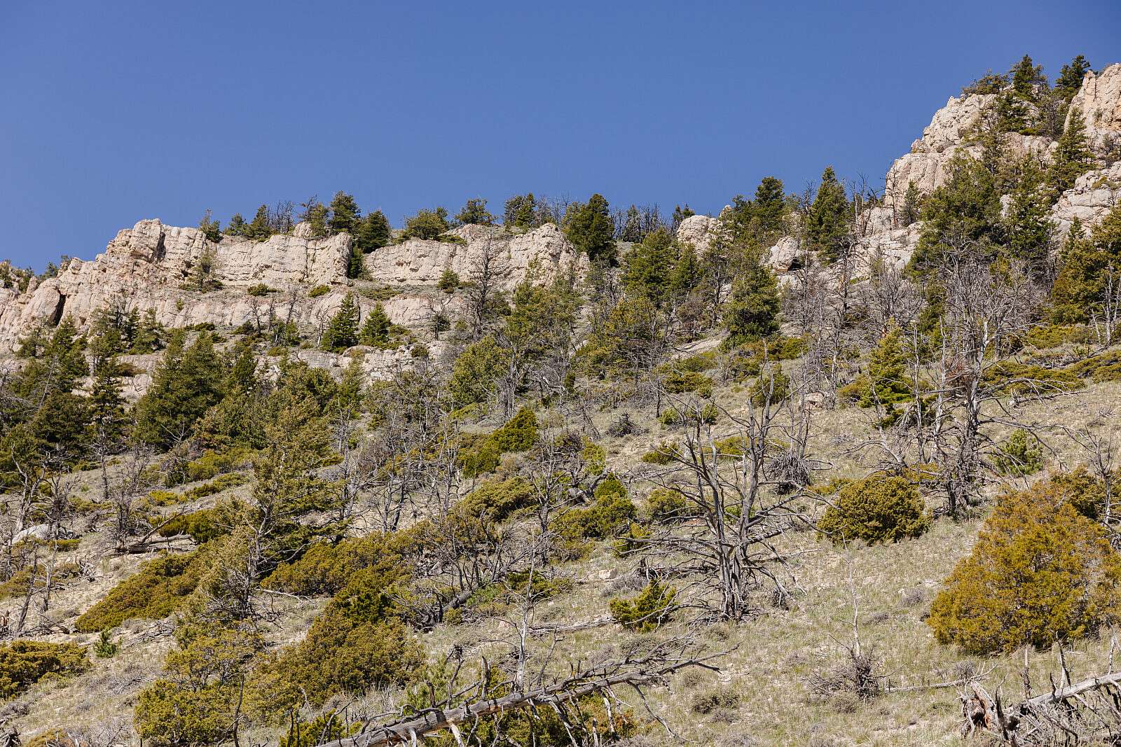 Taking Flight with Pinyon Jay Research - Draper Museum