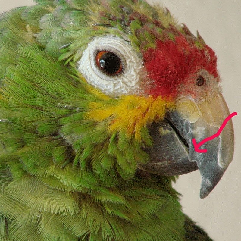 My favorite facts about Peregrine Falcons - Center of the West