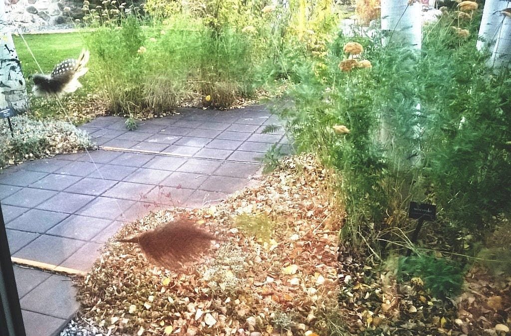 Feather guards stop bird hits - Buffalo Bill Center of the West