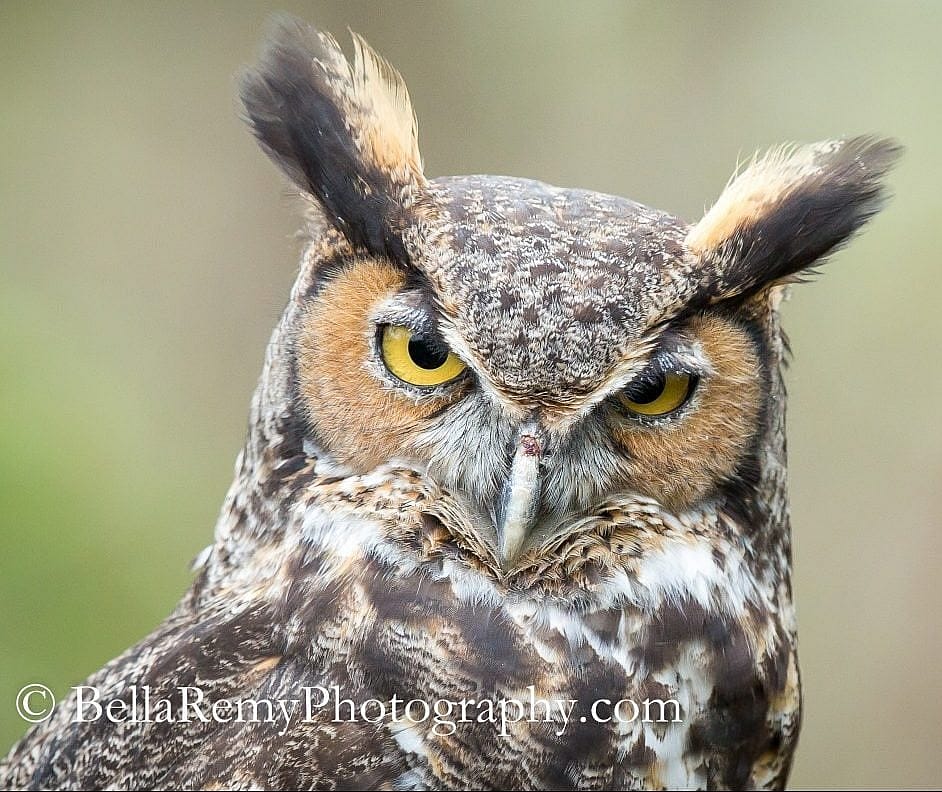 Do Owls Have Good Hearing: Owl Ears and Owl Hearing