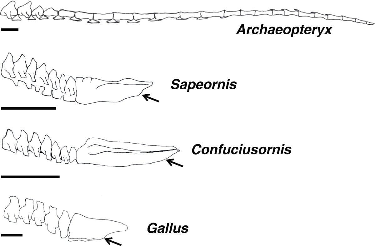 Birds are Dinosaurs, part 3! - Buffalo Bill Center of the West