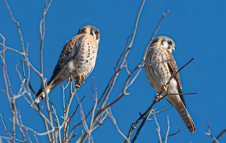 Falcons of North America - Buffalo Bill Center of the West