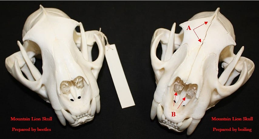 Specimen Preparation: Everything You Need To Know - Buffalo Bill Center ...