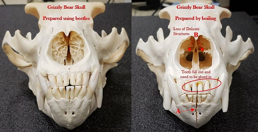 Specimen Preparation: Everything You Need To Know - Buffalo Bill Center ...