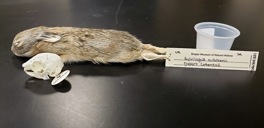 Specimen Preparation: Everything You Need To Know - Buffalo Bill Center ...