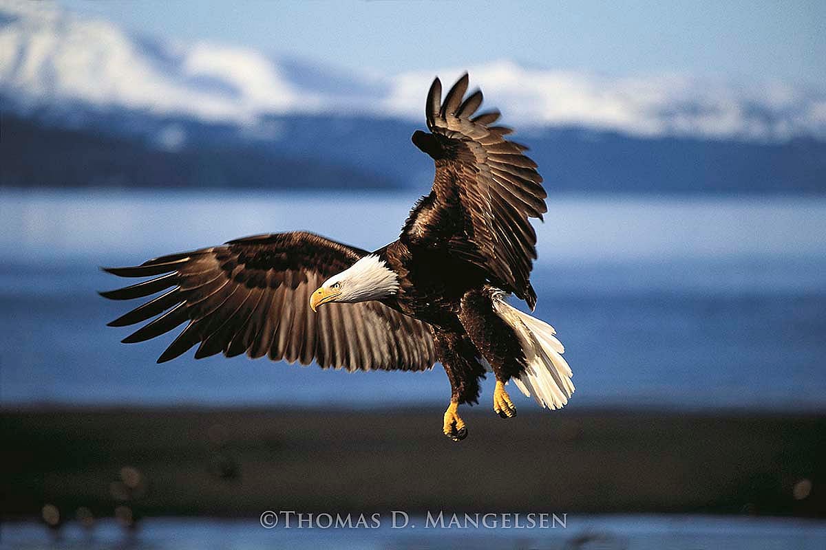 Exhibition - Thomas D. Mangelsen: A Life in the Wild