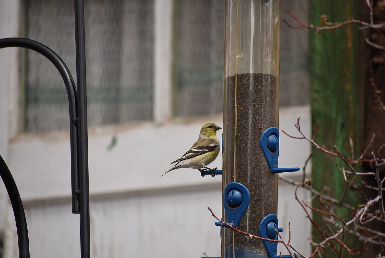 Wonders of Bird Migration - Buffalo Bill Center of the West