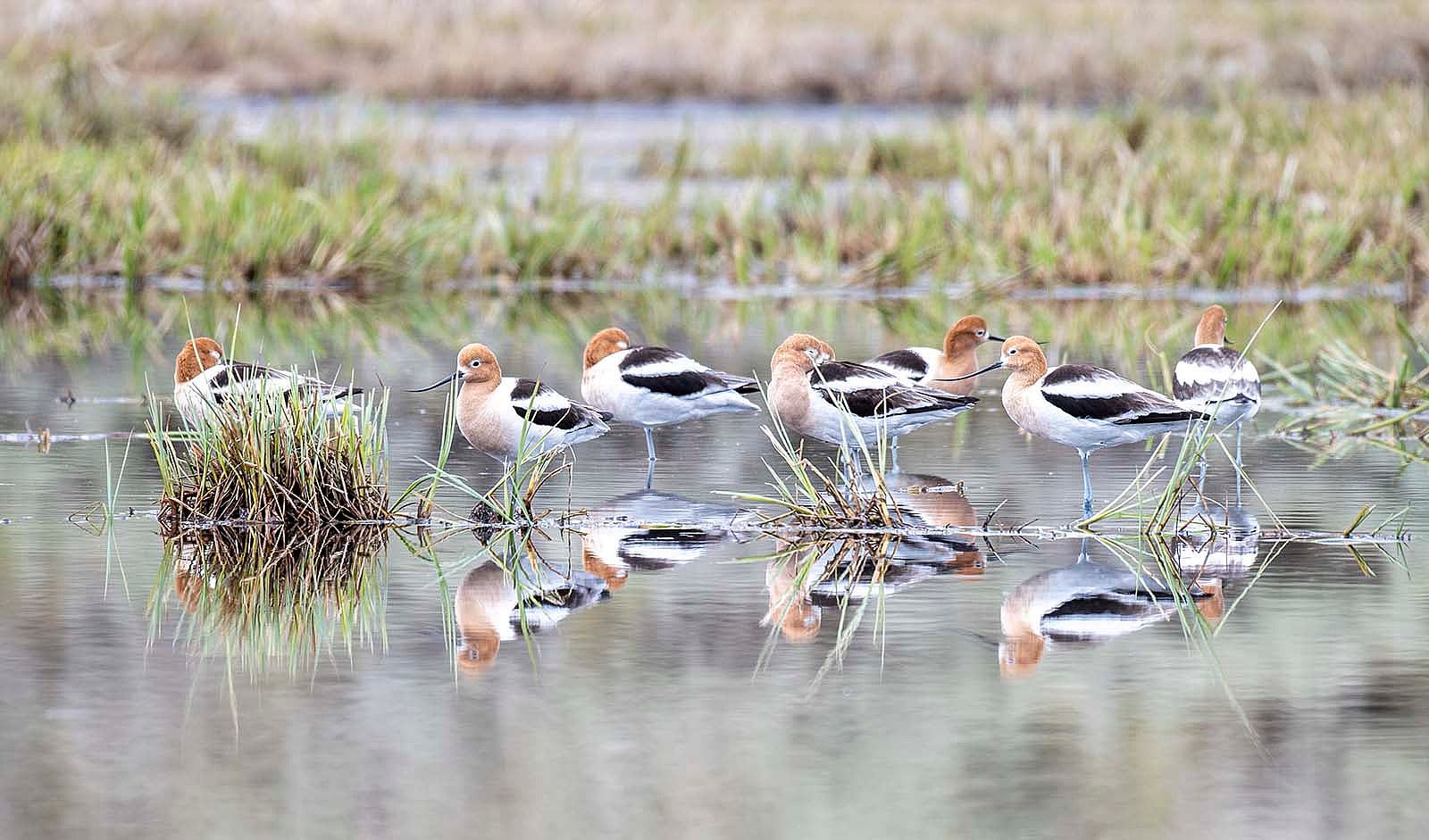Wonders of Bird Migration - Buffalo Bill Center of the West
