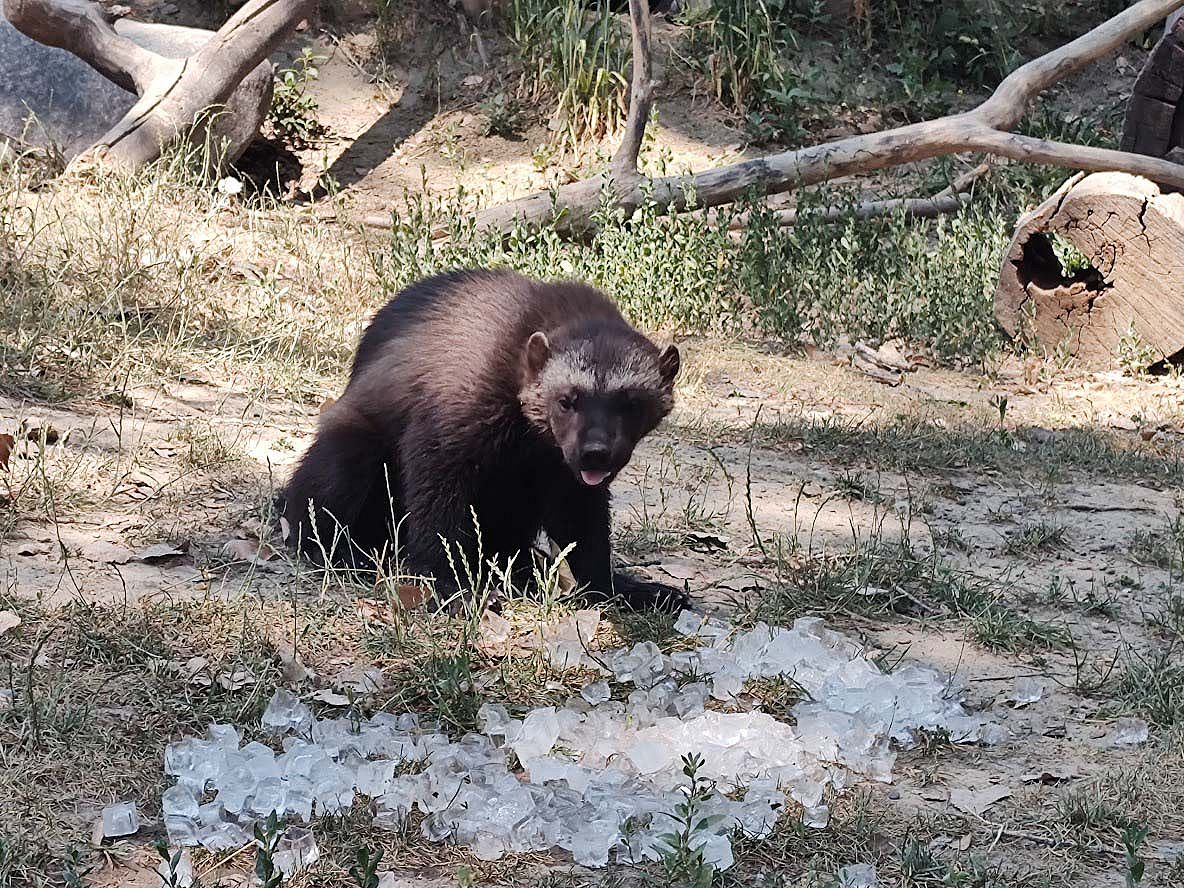 Talk: Wolverines - Giving Up Control to Promote Breeding Success