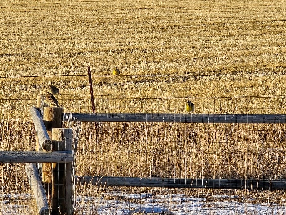 The Unexpected Presence of Western Meadowlarks in Winter
