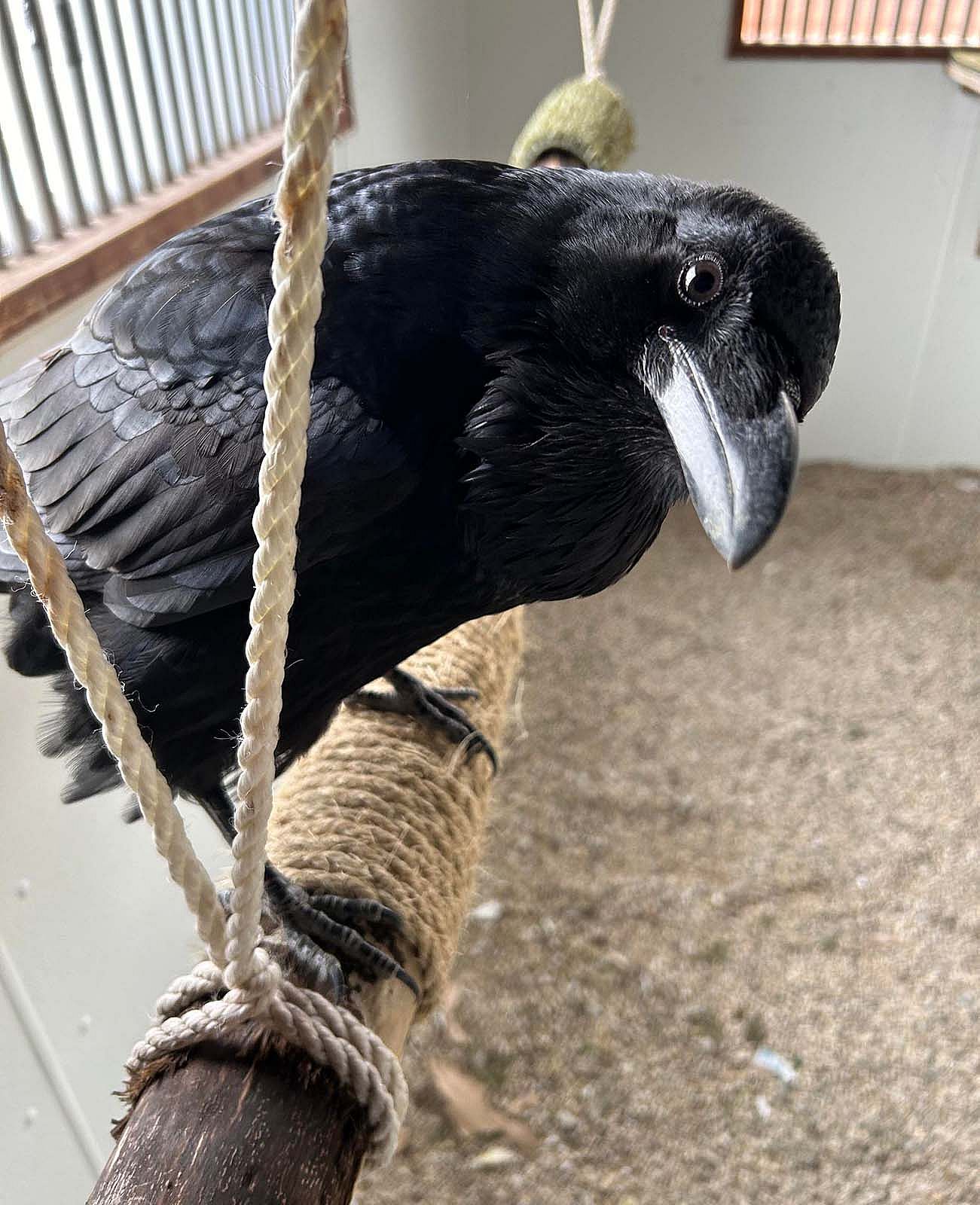 Museum Minute - Becky the Raven
