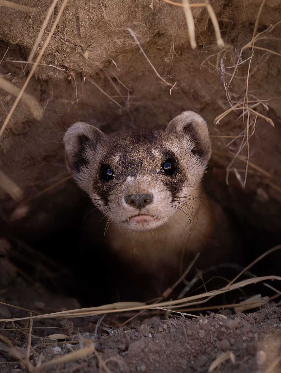 Conservation of Black-Footed Ferrets - Buffalo Bill Center of the West