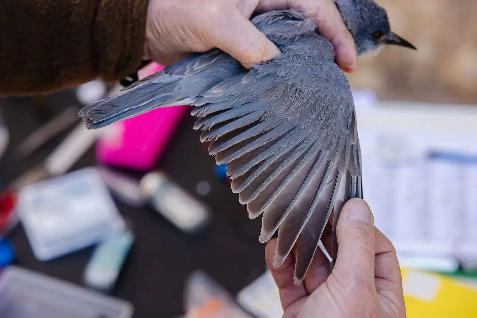 The Draper Museum documents pinyon jays in Wyoming - Buffalo Bill Center of the West